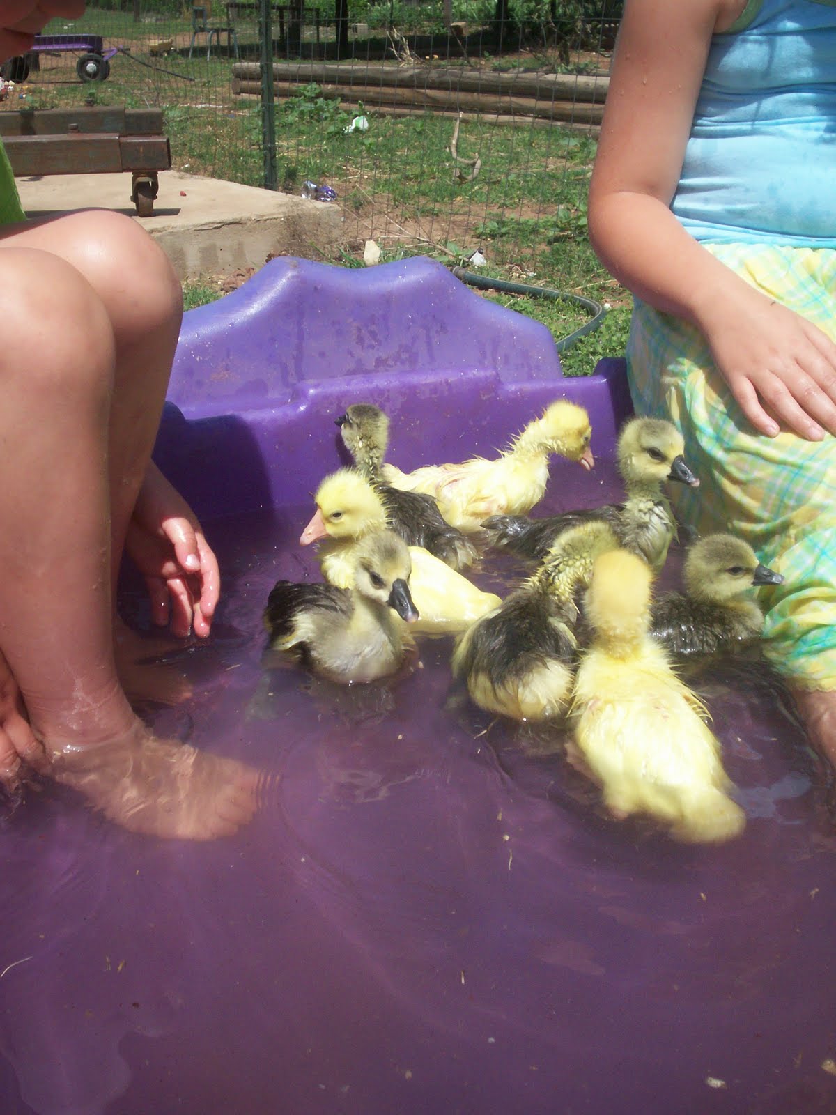 Quadruple C Curiosity: Ducks' Ditty by Kenneth Grahame