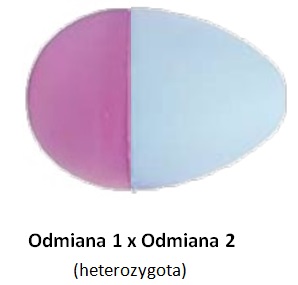 Projekt Pomidor: Heterozygota i homozygota, pokolenie F1