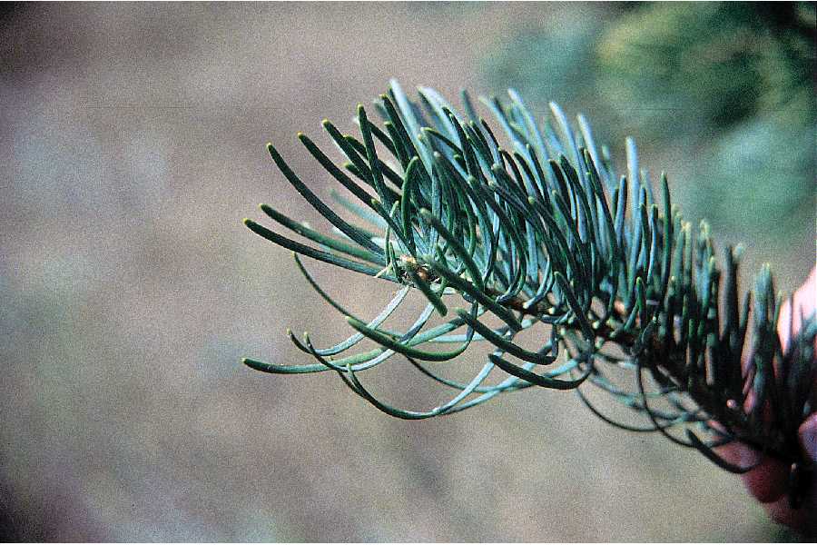 Tree Growing Information: Tall, Deep Rooted Evergreens