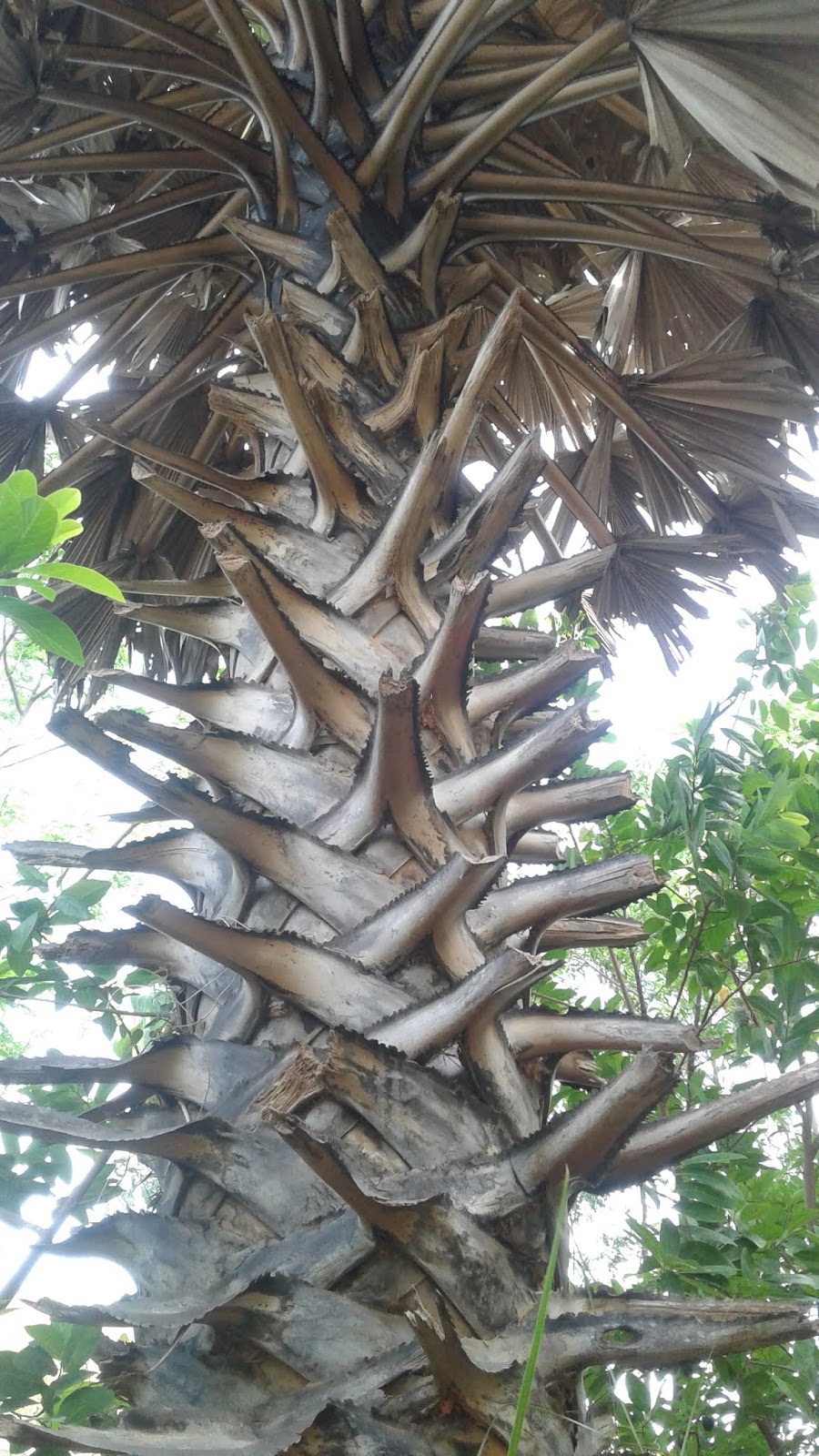 Gnanasuriabahavan Academy: பனை அழகு தோட்ட மரம் PANAI BEAUTIFUL GARDEN TREE