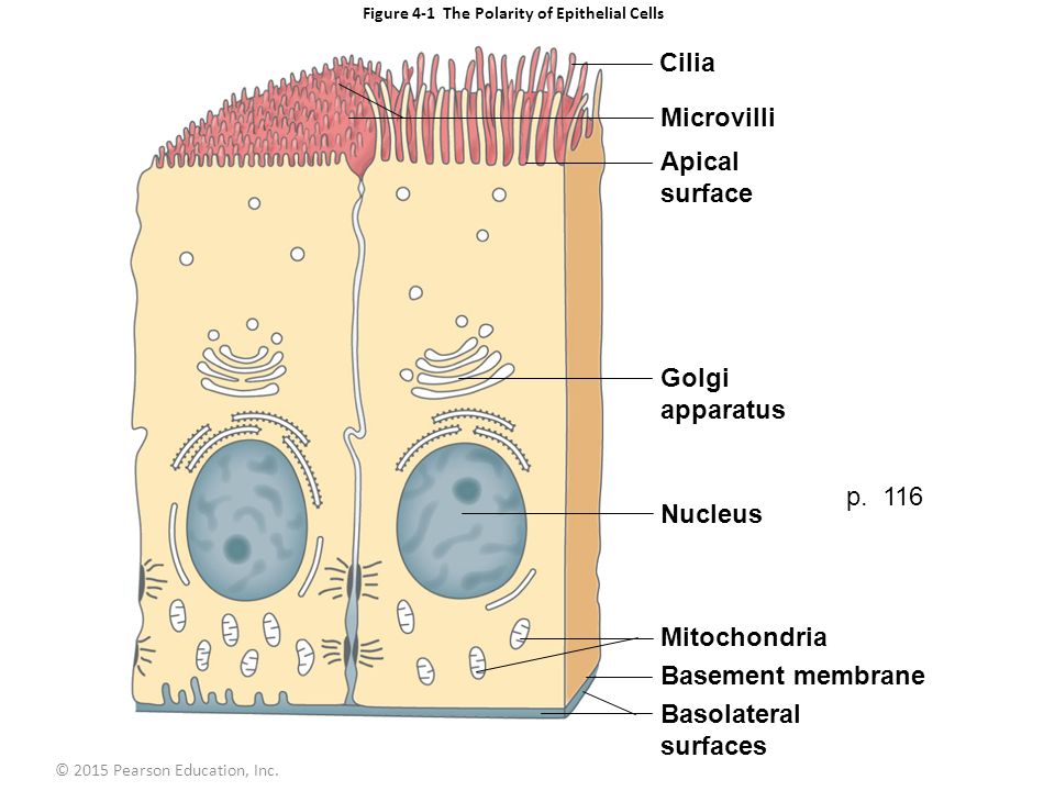 Colgate Virology (and Immunology) Blog: October 2019