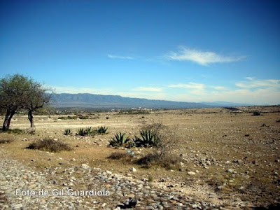 Cabezas de Aguila: Charcas, San Luis Potosí. Cabeza número 167