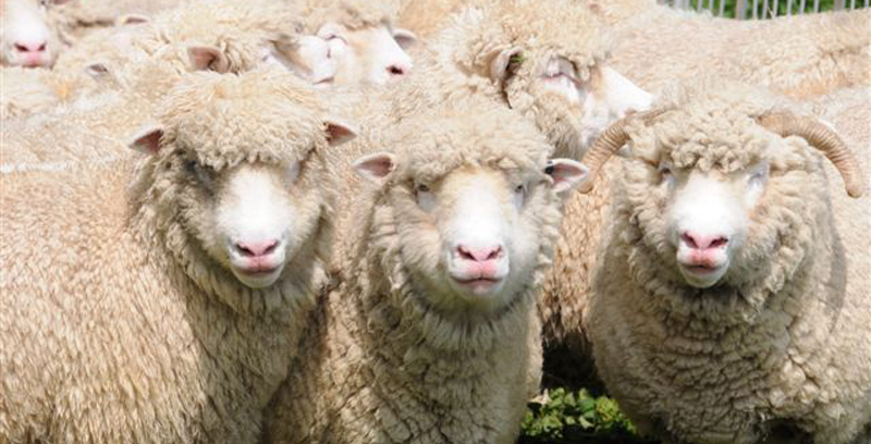 A Woolly Yarn: Exclusive Interview With Northern Yarns + Lancastrian ...