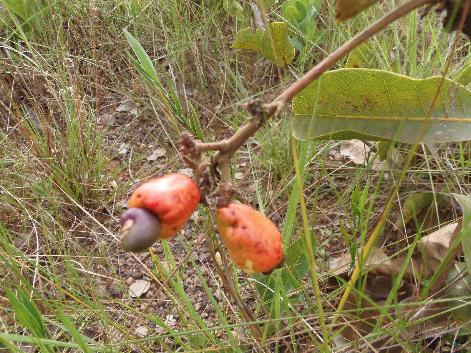 natureza selvagem: Cajuzinho-do-cerrado