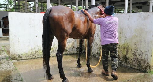 Anim Agro Technology: TIP PENJAGAAN KUDA
