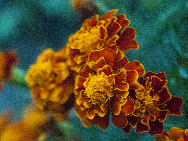 Craite (Tagetes) - Magazin seminte de gradina