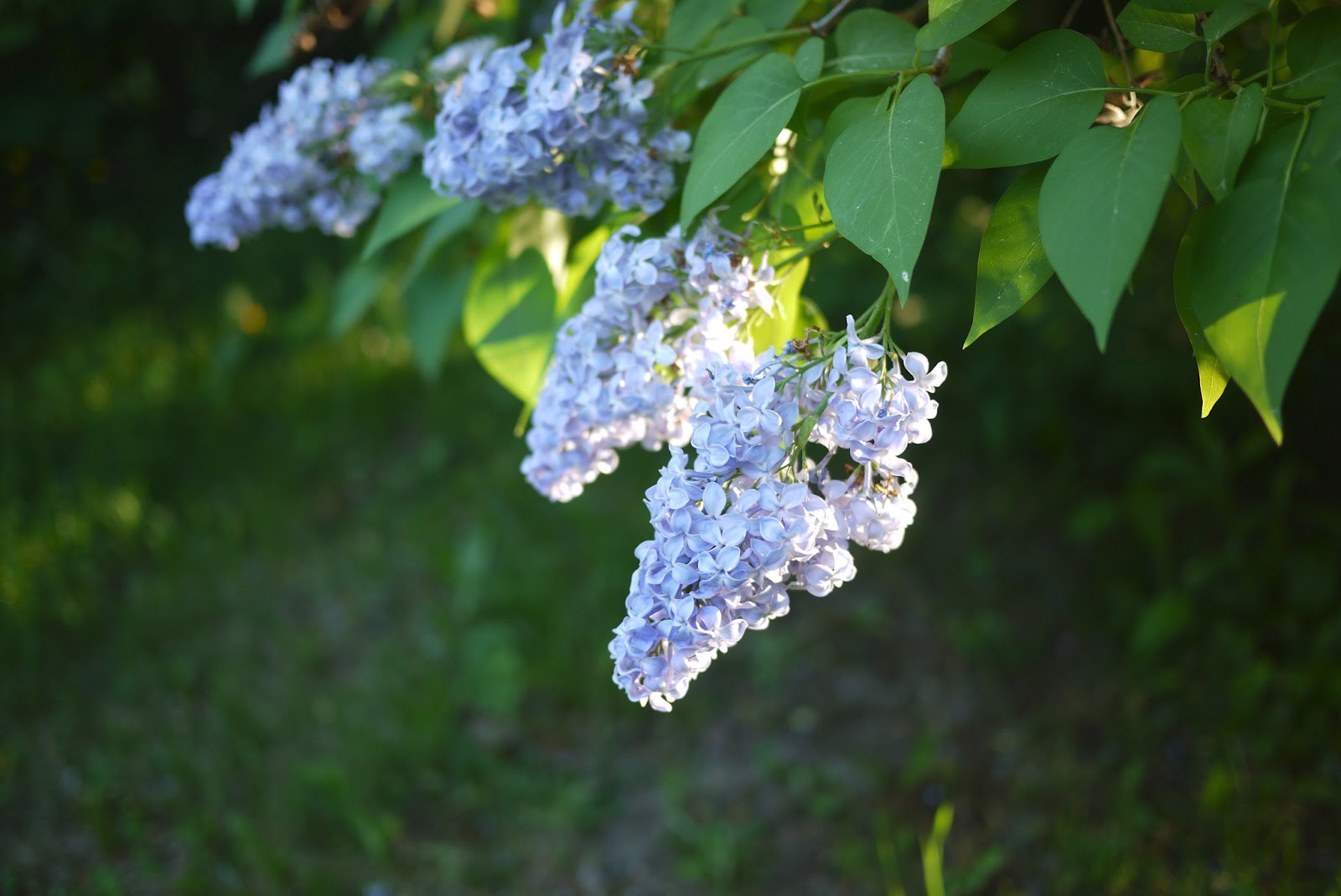 Kemppinen: Tuomi ja syreeni