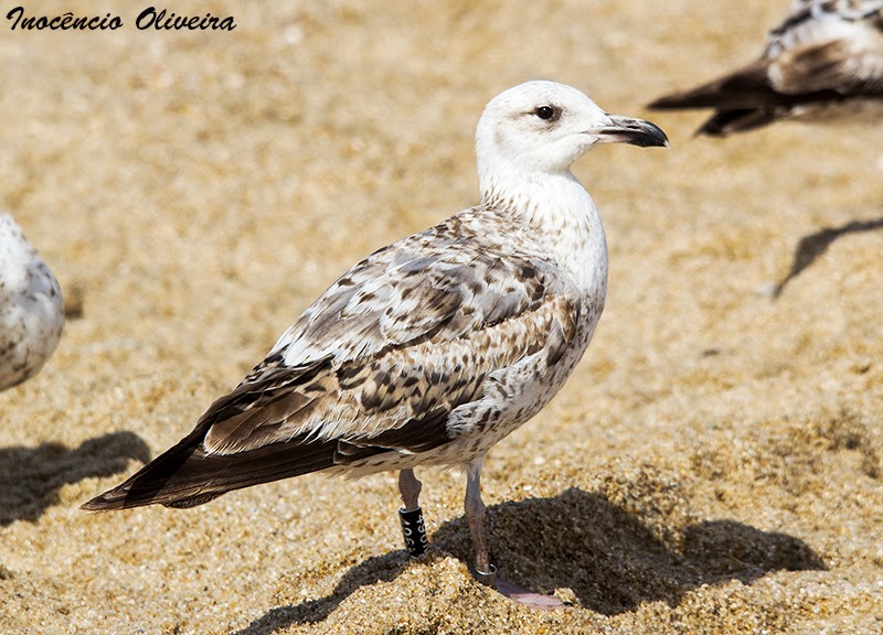 Birds of Portugal: Gaivota-de-patas-amarelas / Yellow-legged Gull ...