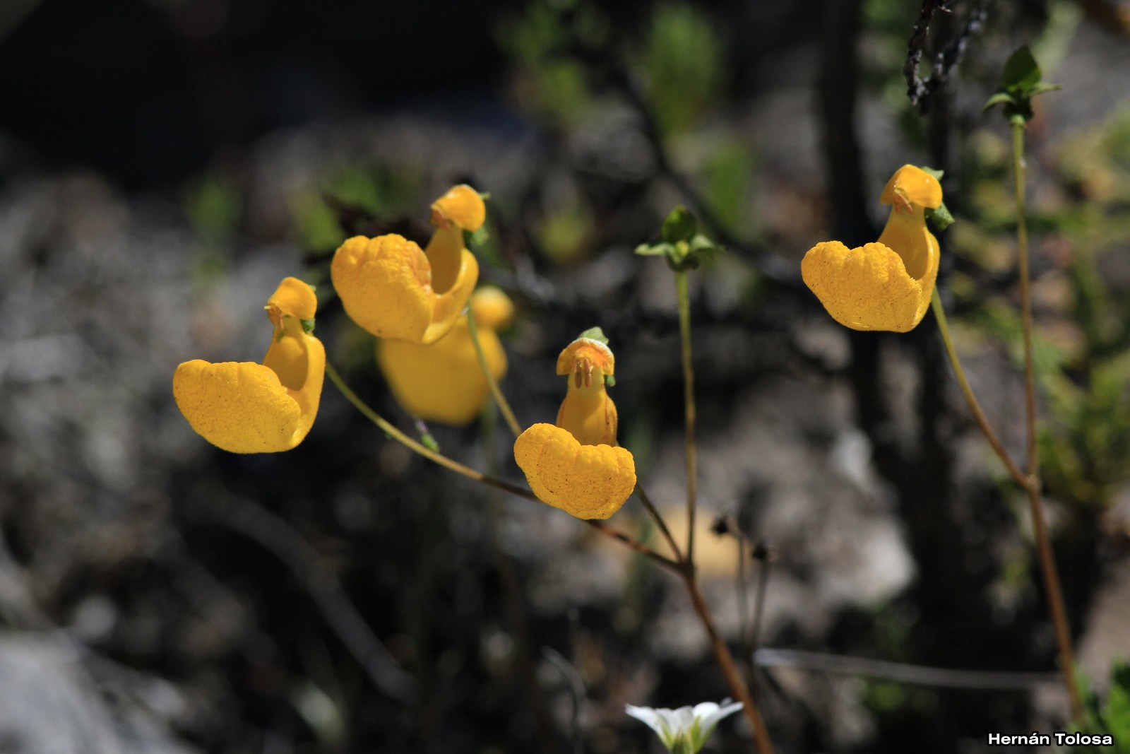 Patagonia: Topa-topa (Calceolaria polyrrhiza)