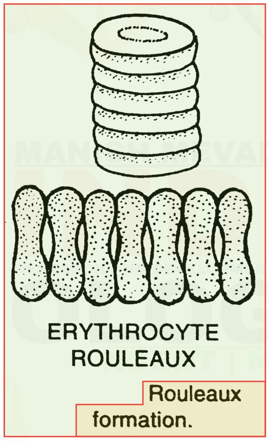 Erythrocytes - Red Blood Corpuscles - RBCs
