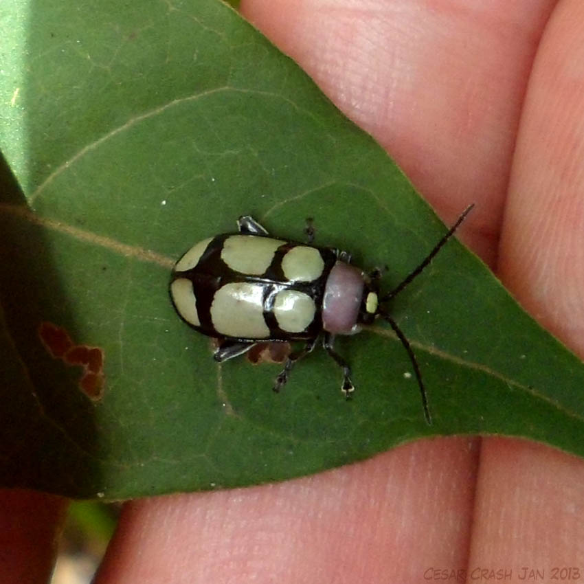 Inseto Que Pula Igual Pulga - BRAINCP