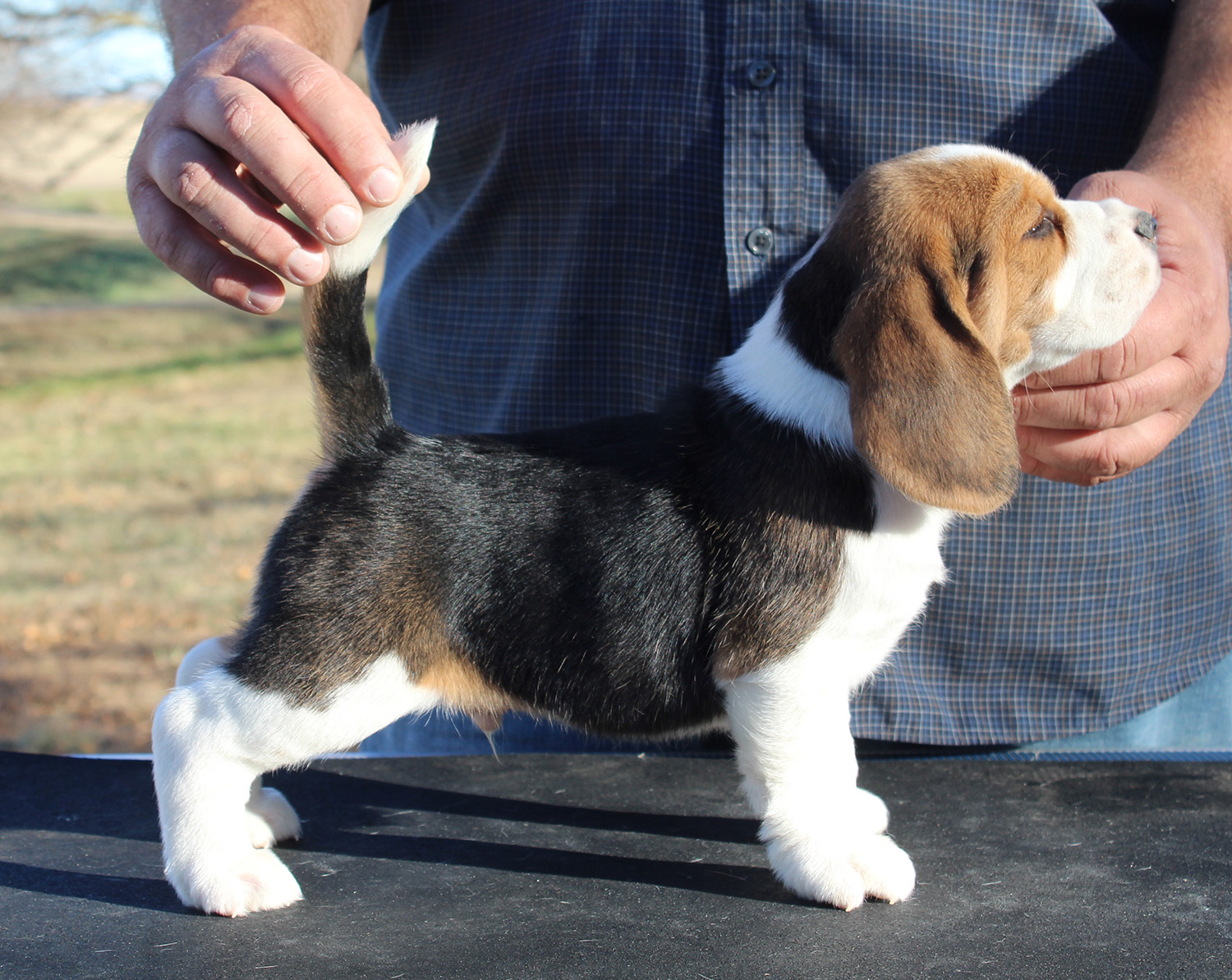 Lonesome Grove Beagles
