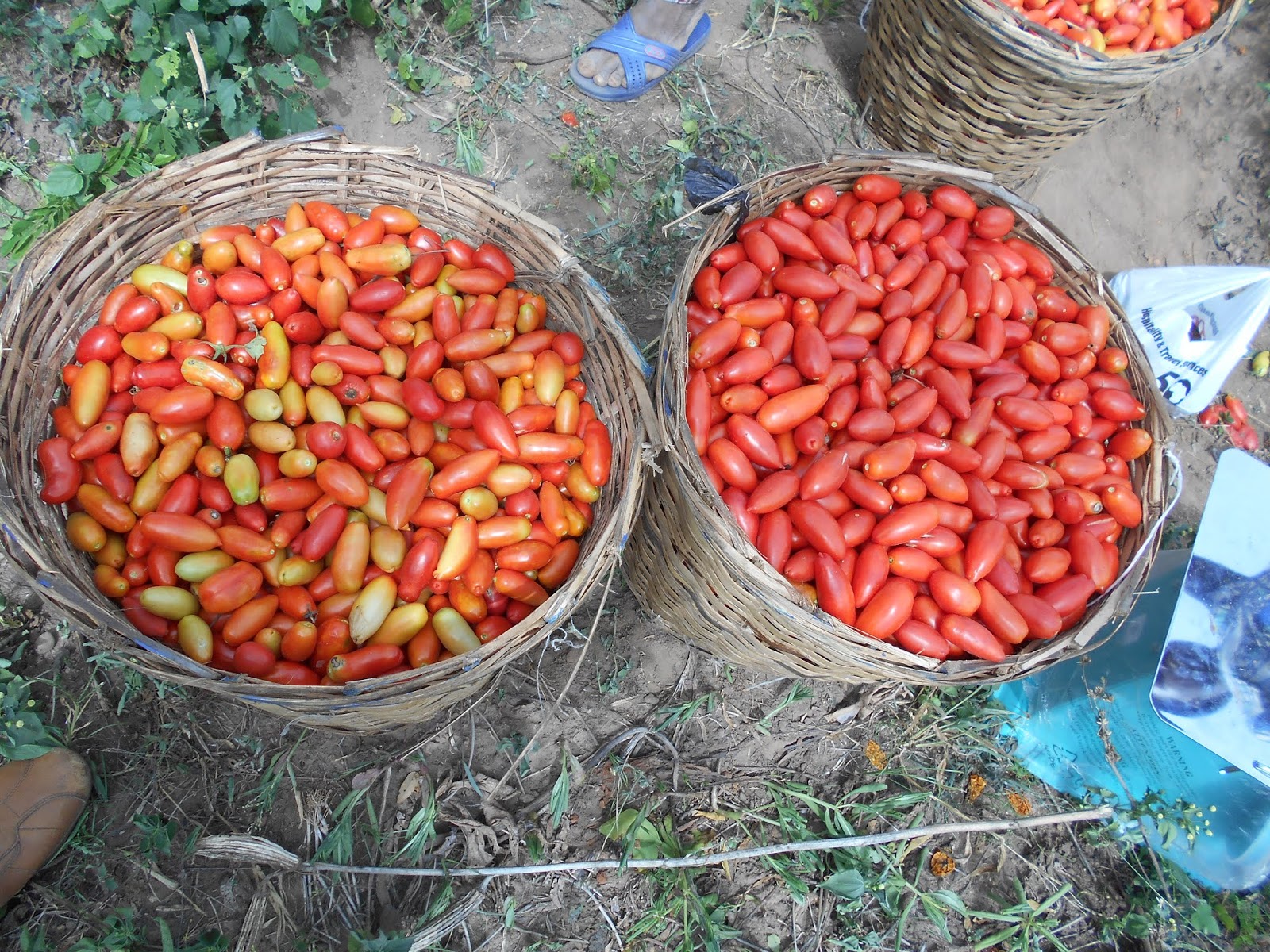 IMPORTANCE OF VALUE ADDITION TO YOUR VEGGIES | HYBRID VEGGIES