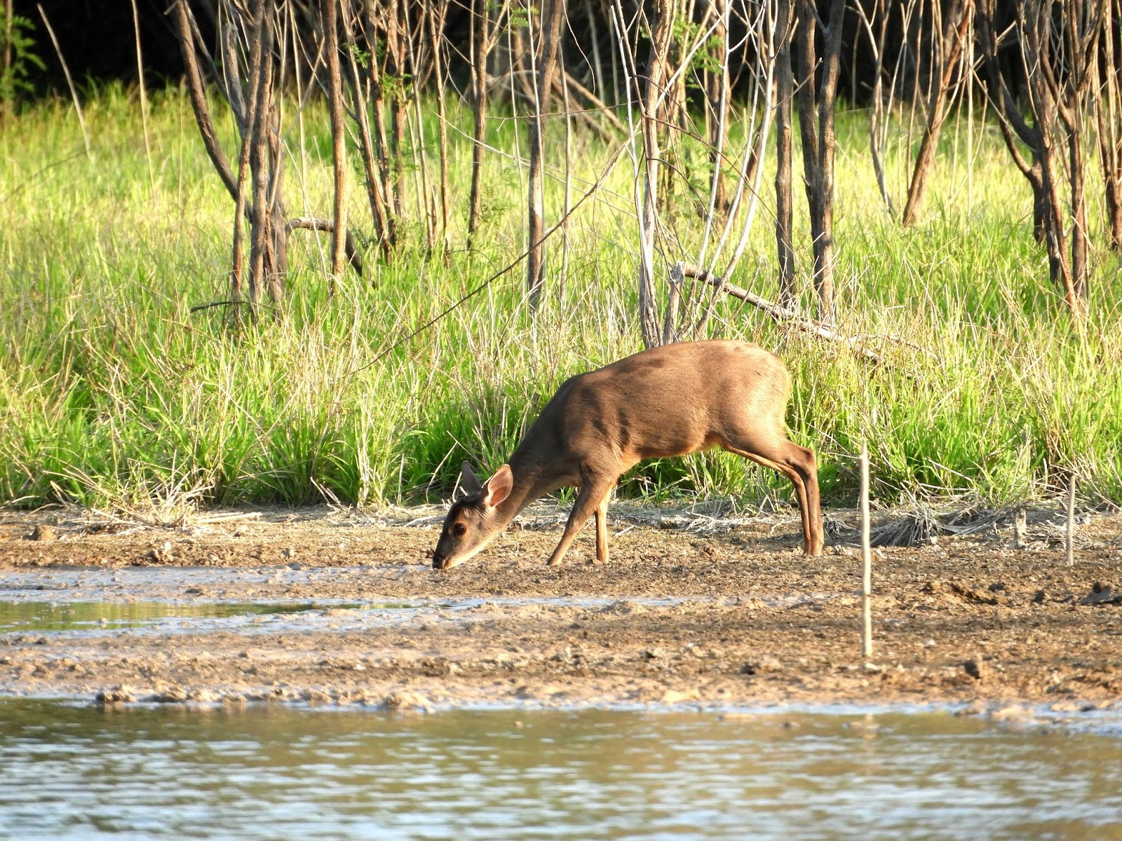 Reserva Natural Formosa: Ambientes, Flora y fauna