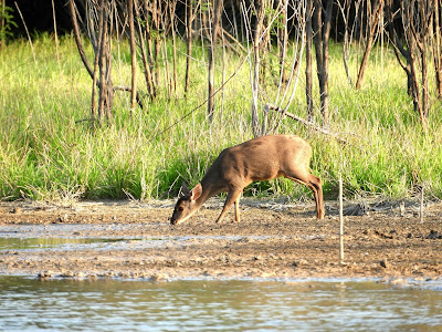 Reserva Natural Formosa: Ambientes, Flora y fauna