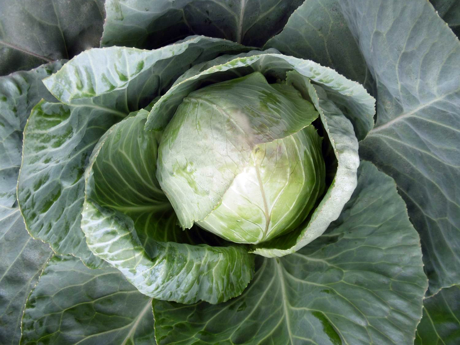 Huerto Casero de Quiquet: Repollo