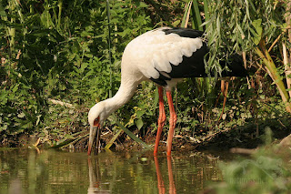 NAŠE ZAHRADY: Čáp má bílé a z části černé zbarvení, dlouhý červený ...