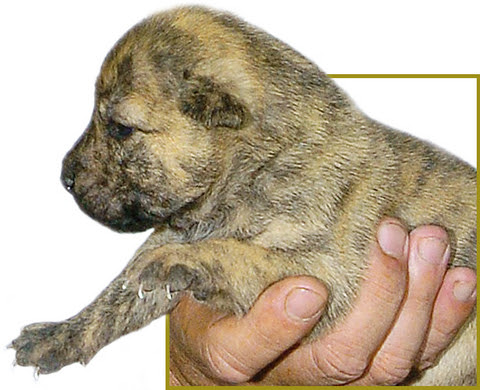 NUNCAJAMAS COCKER: CONOCIENDO AL PERRO DE MONTAÑA DE FORMOSA