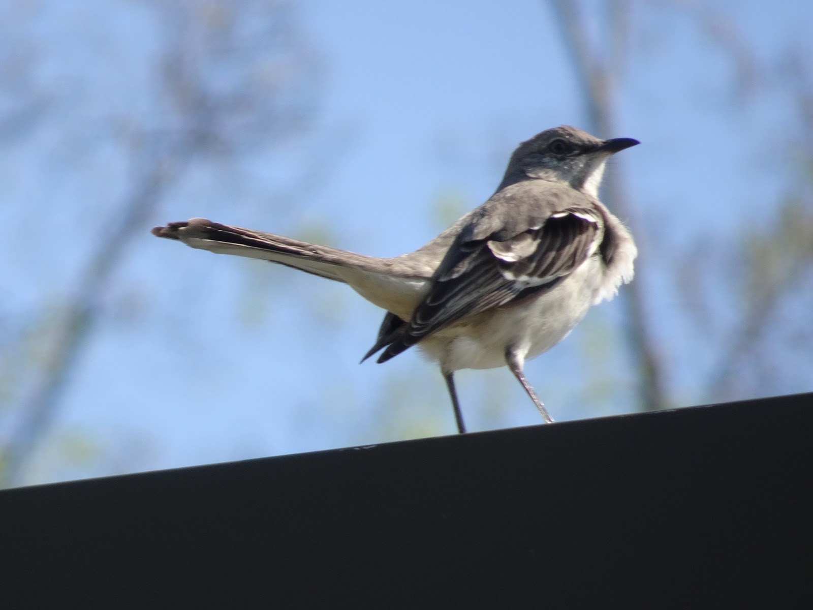 Love, Joy and Peas: Northern Mockingbird Photos