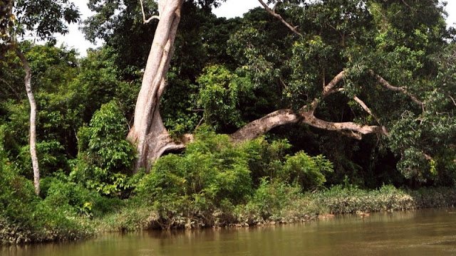 Mengulas Kayu Rengas, Dari Daya Tahan Hingga Manfaatnya - Toko lantai ...