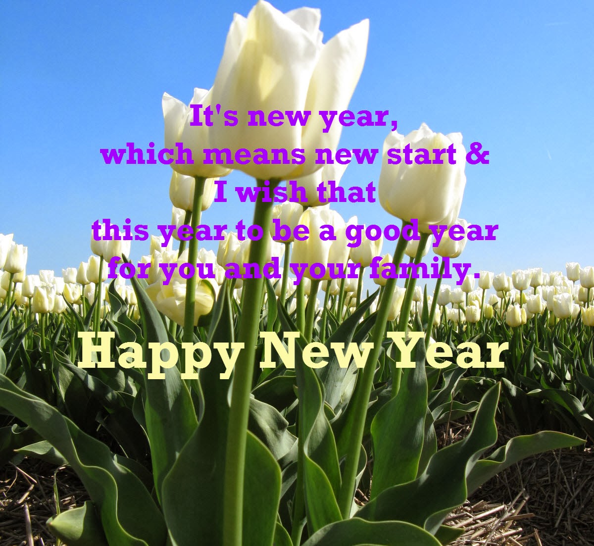 New Year Wishes For Friends 61 Best New Year Wishes new-year-wishes-for-friends-61-best-new-year-wishes