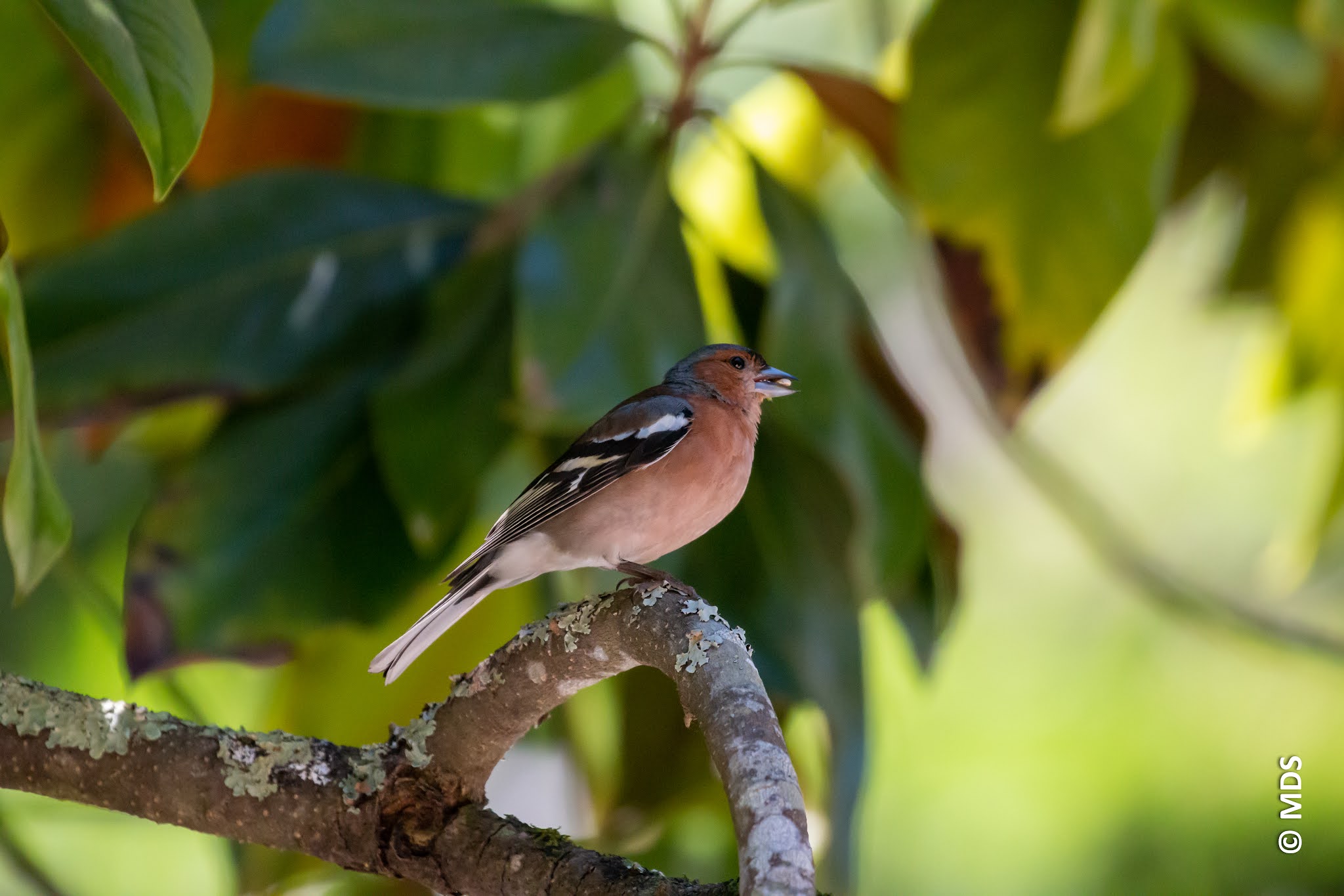 Voando na Natureza: Tentilhão-comum