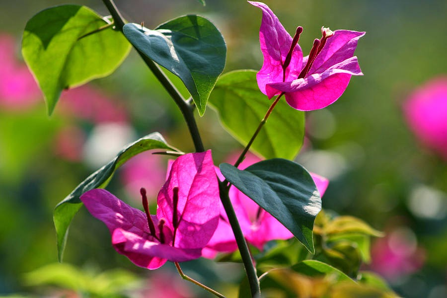 Menata Tanaman Bunga Bugenvil Sebagai Hiasan Halaman Rumah - Alam Pedia