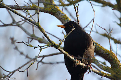 Birding Catalunya: Ocells a Siurana (Cornudella de Montsant, Priorat)