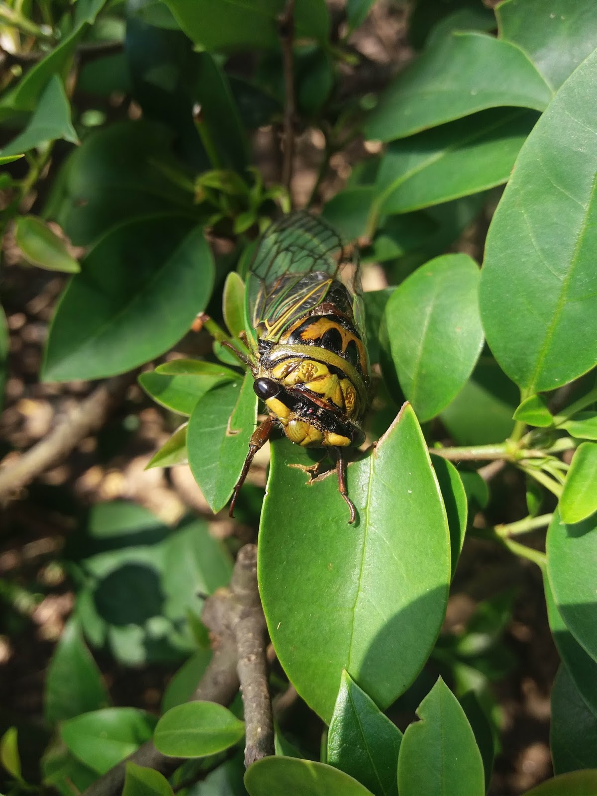 Insecto chicharra wallpapers celular