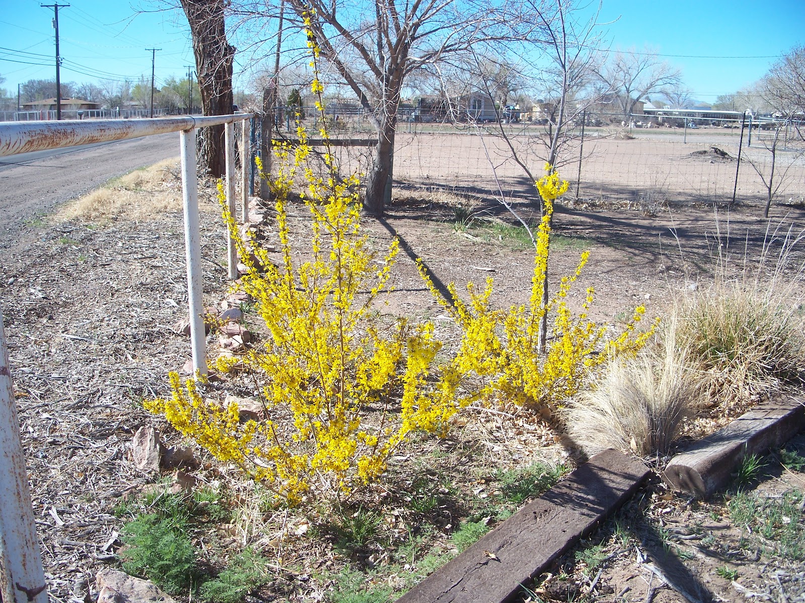 Forsythia