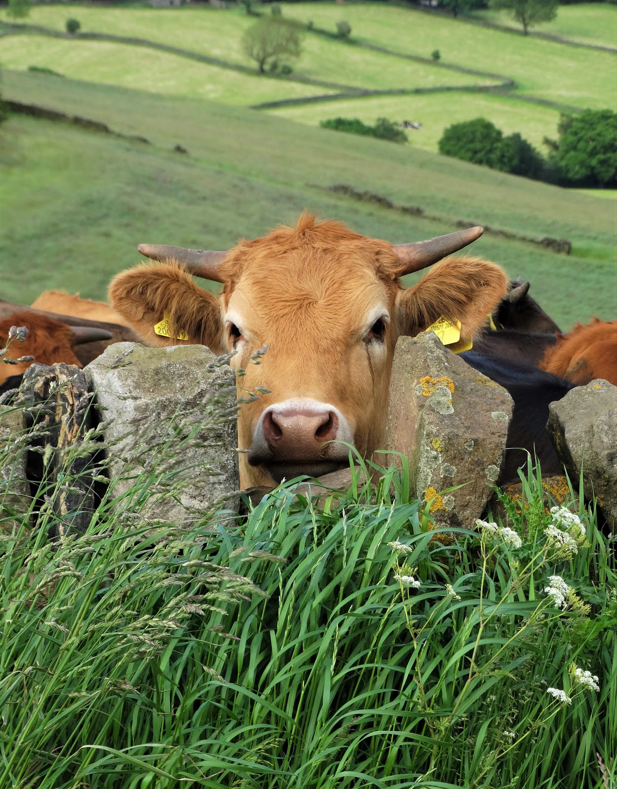 Yorkshire Pudding: Cattle