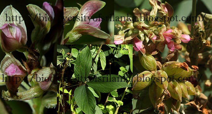 Biodiversity of Sri Lanka: වල් උඳු[Wal Undu] (Flemingia macrophylla)