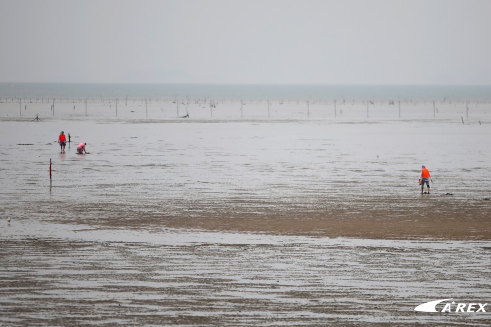 AREX: [Incheon] Yeongjongdo Masian Mudflat Experience