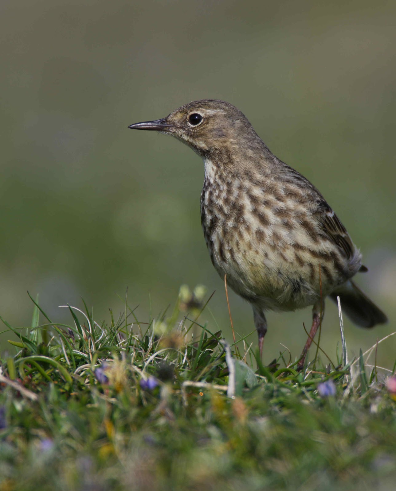 Wildlife in Cornwall: Rock Pipit ( Anthus petrosus)