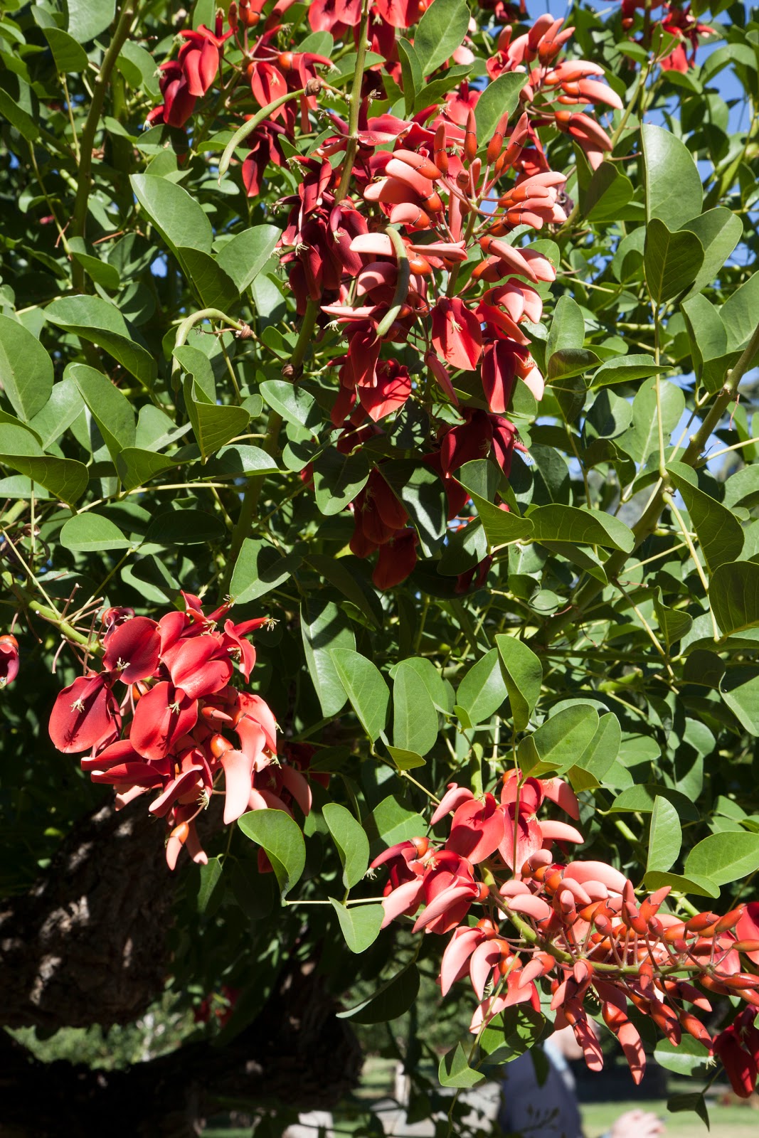 Walking Arizona: Firecracker Tree