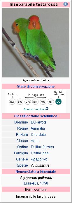 AP: About Parrot allevamento pappagalli: L'inseparabile testarossa ...