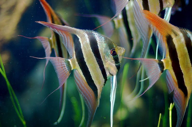 Fish Pictures: Angelfish - Pterophyllum scalare