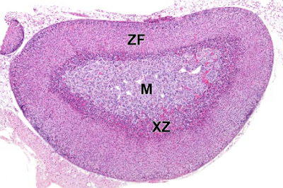 Zoology Jottings: The Mouse Adrenal X-Zone Revisited