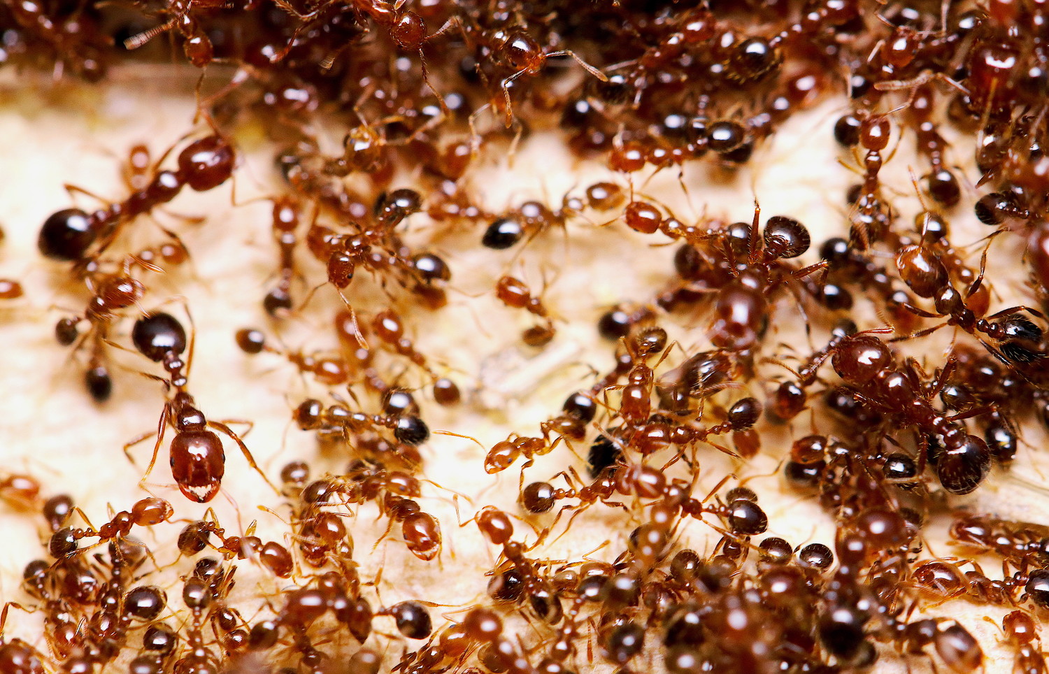 Langgam, Umaabot sa $200 o Php 10,000 ang Bentahan sa Singapore ...