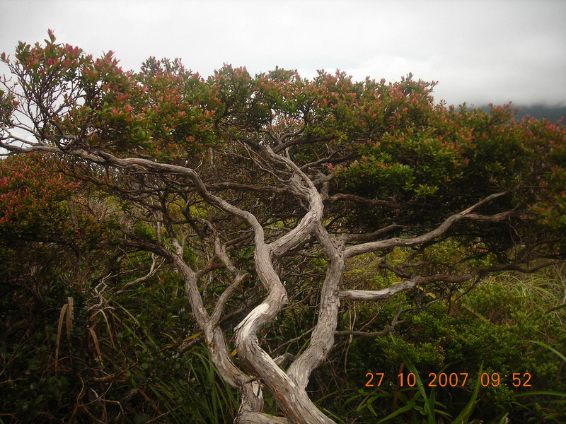 Make It Davao: Bonsai Forest