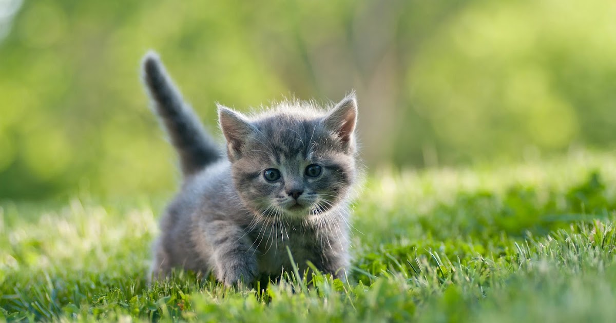 Cara Menjaga Anak Kucing 1 Hingga 3 Bulan - Kucing World