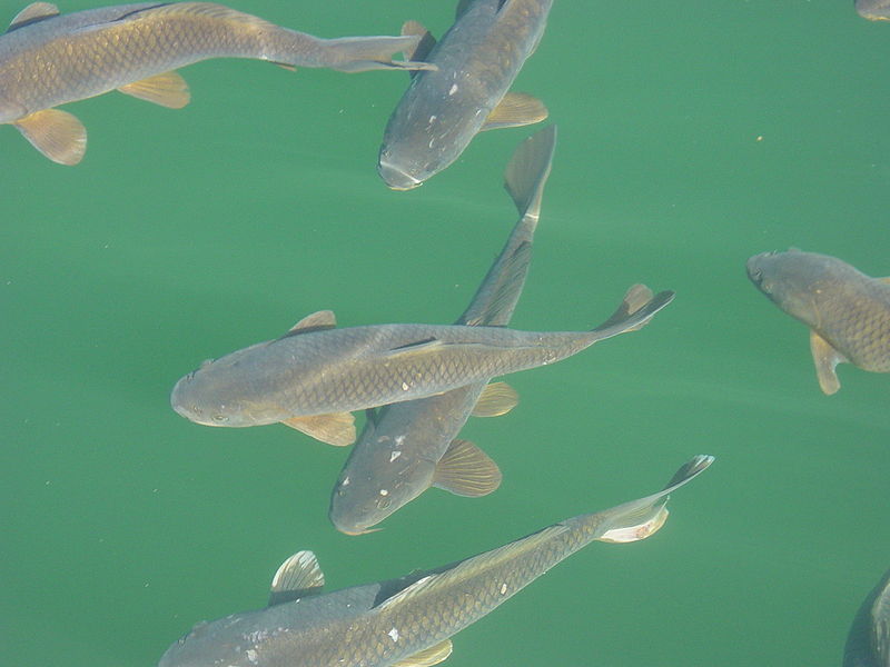 Musings of a Biologist and Dog Lover: Invasive Species: Common Carp