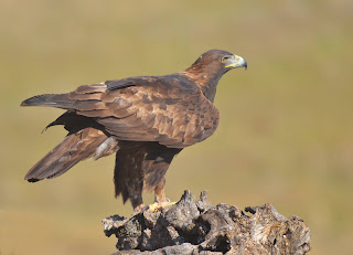 Blog del Màrius Domingo, Ca la Gallineta: Àguila daurada.