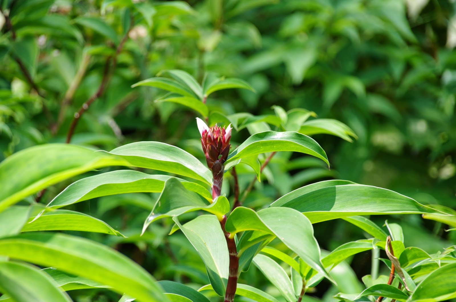 Trees and Plants: Costus lacerus, Red Costus