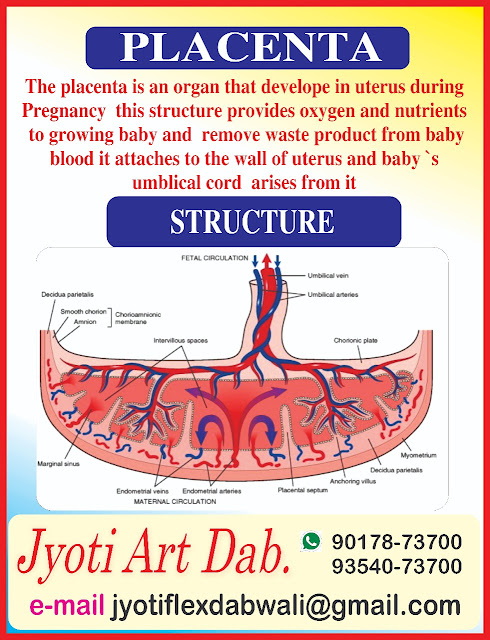 Jyoti Art Studio: Diagram of Placenta Structure General Knowledge for u ...