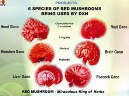 DXN "DAXEN" GANODERMA LUCIDUM: Tipos de Hongos Ganoderma Lucidum