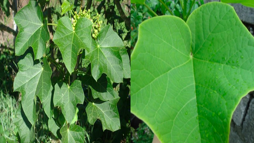 TUBA-TUBA: Kayang labanan ang iba't ibang Kondisyon tulad ng Almoranas ...