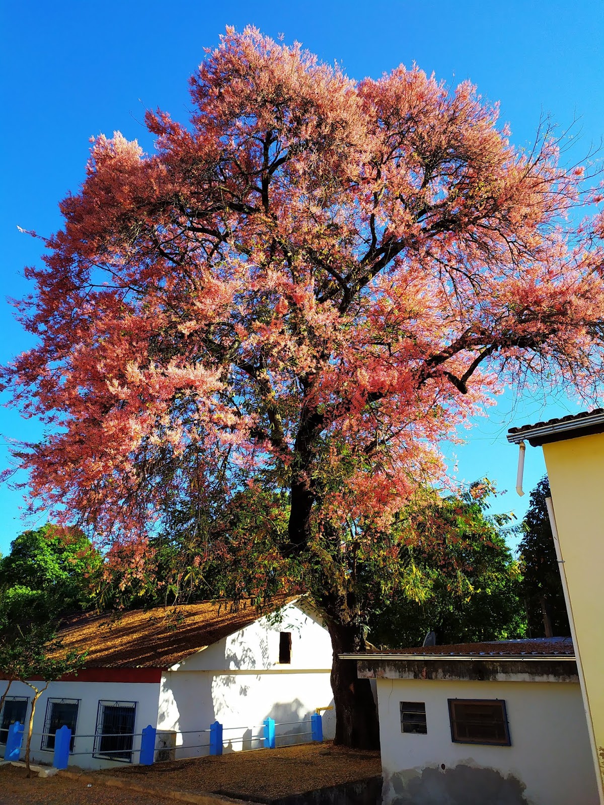 ÉoCombatente: Árvores Floridas, Cassia Rosa, chamam a atenção pela ...