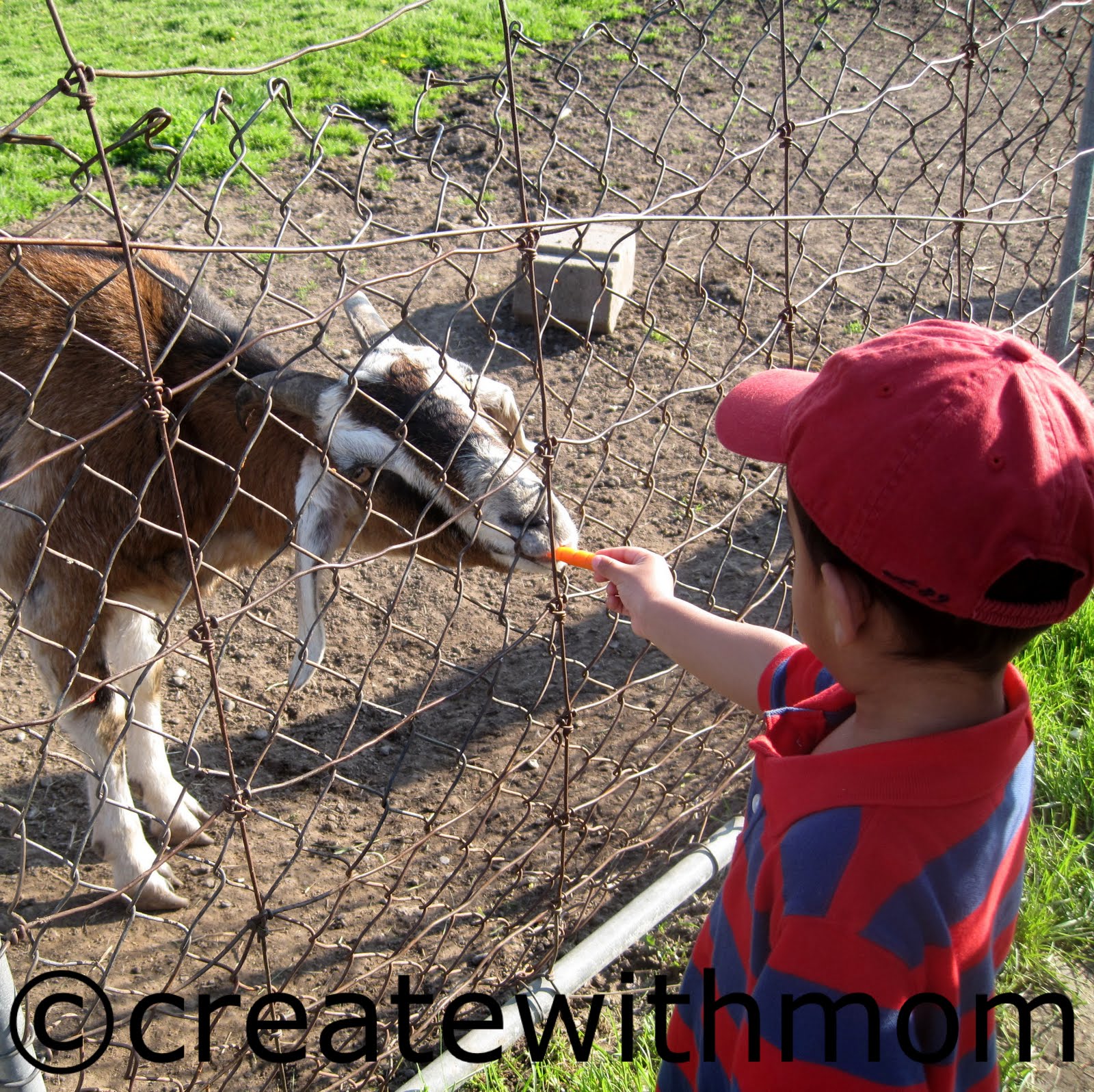 Create With Mom: Visiting the local animal farm with children