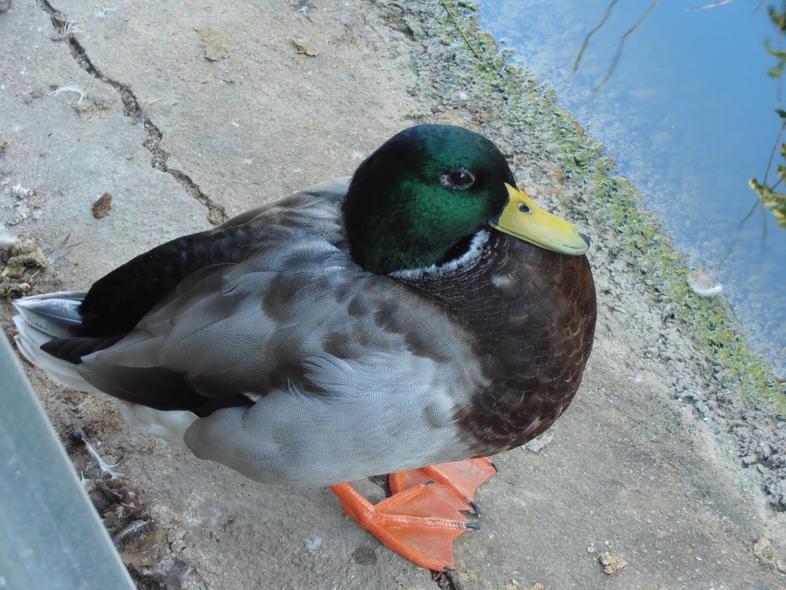 Plantas rioMoros: 2012